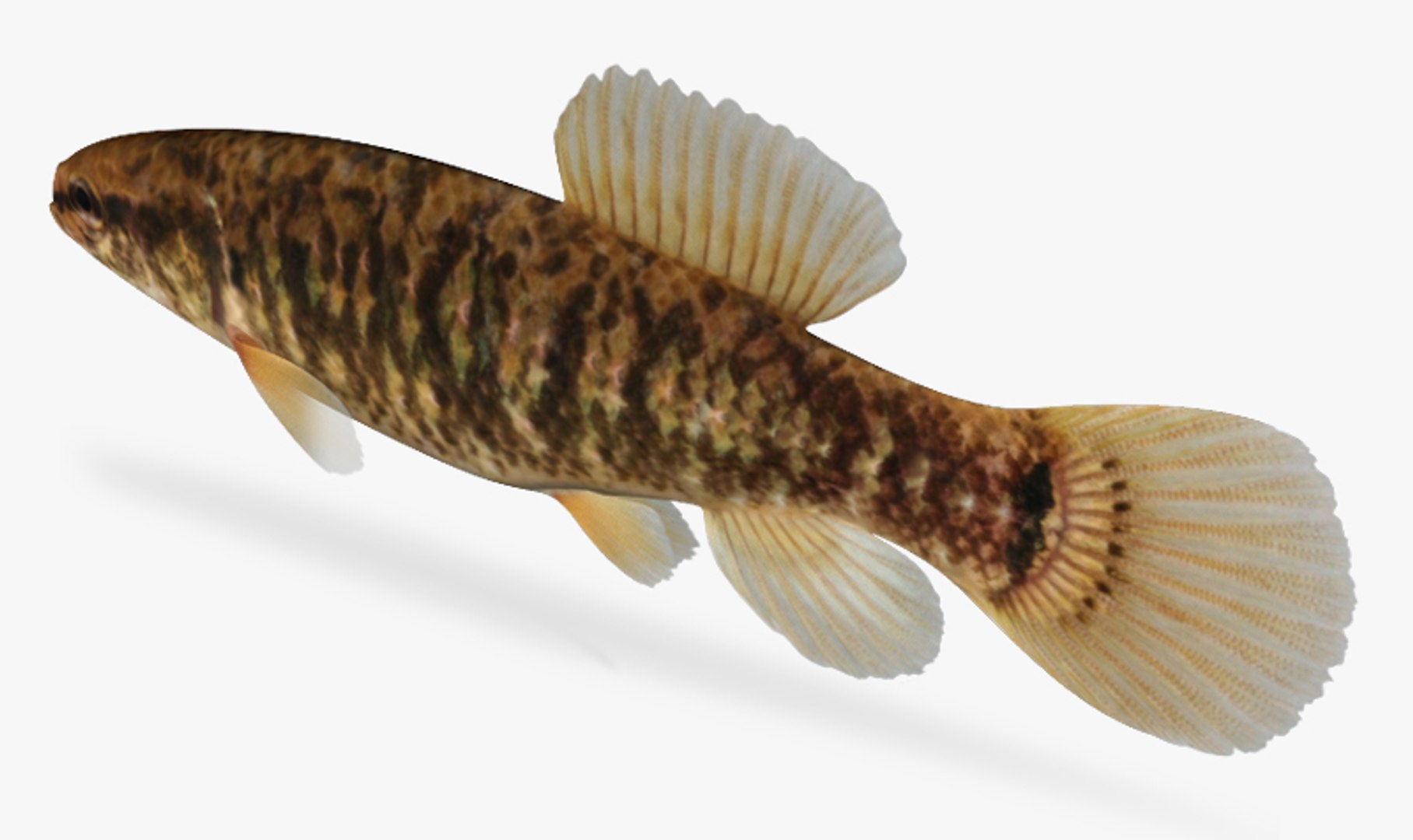 3d Umbra Limi Central Mudminnow