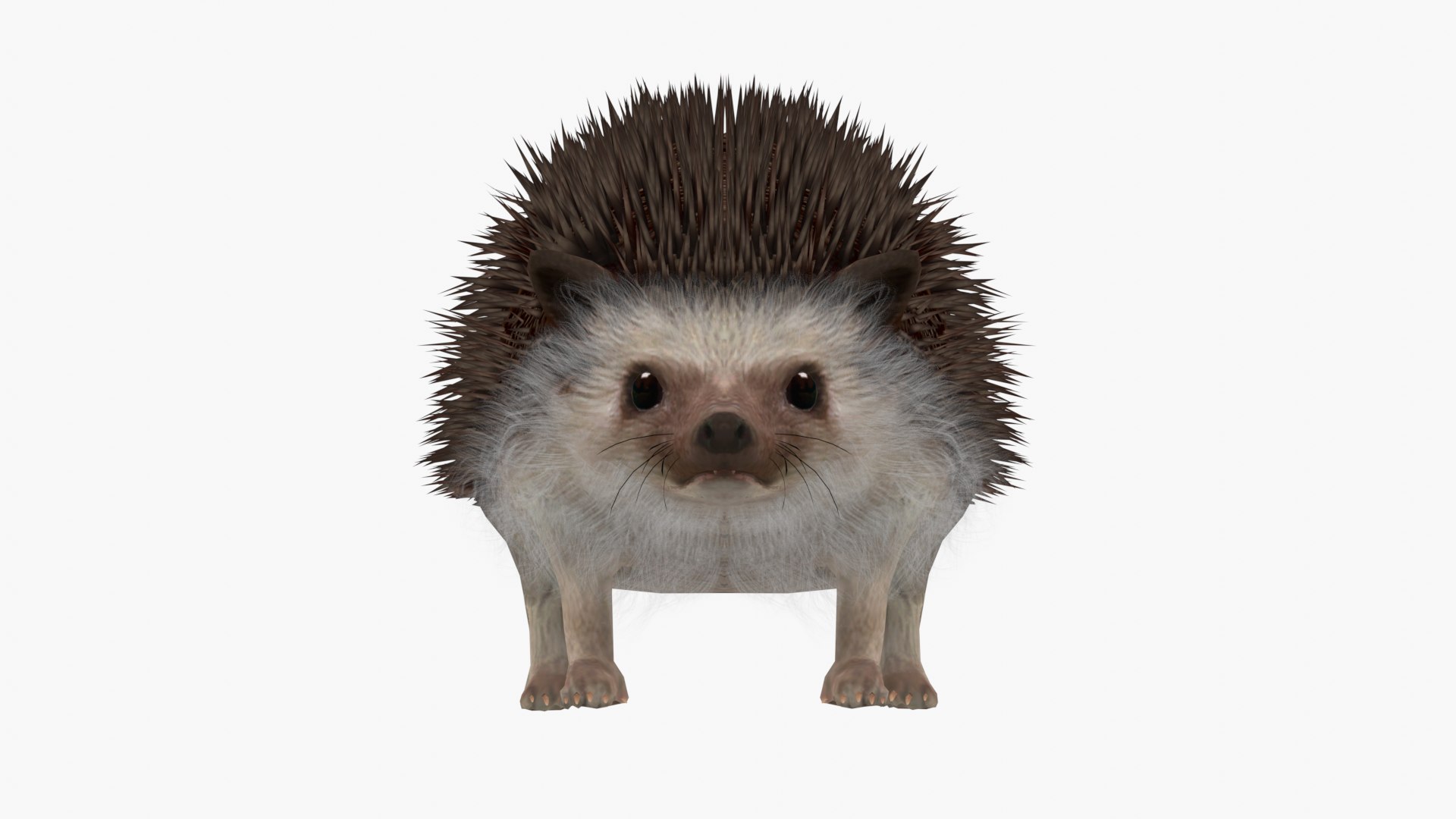 Hedgehog 3D Model - TurboSquid 2403340