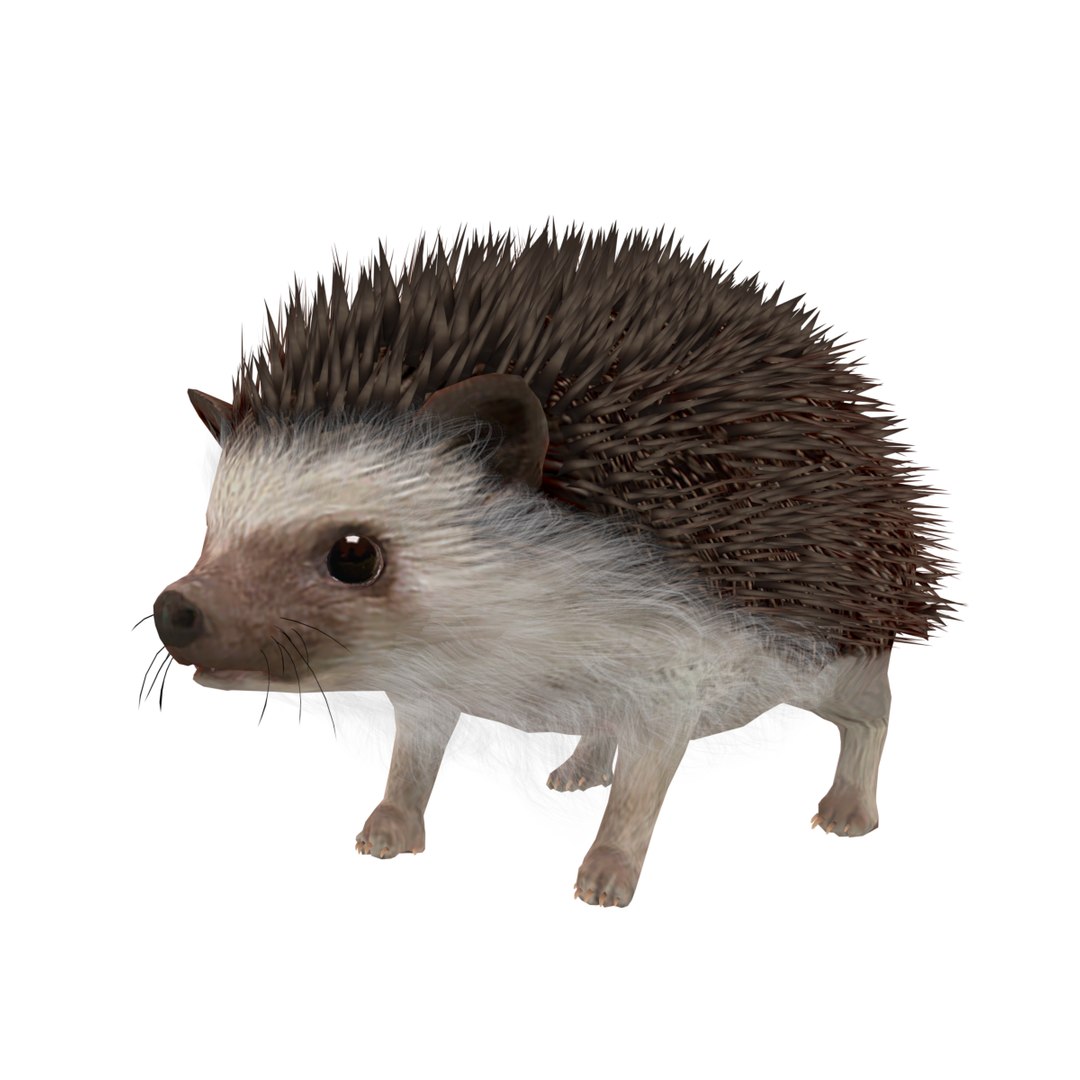 Hedgehog 3D Model - TurboSquid 2403340