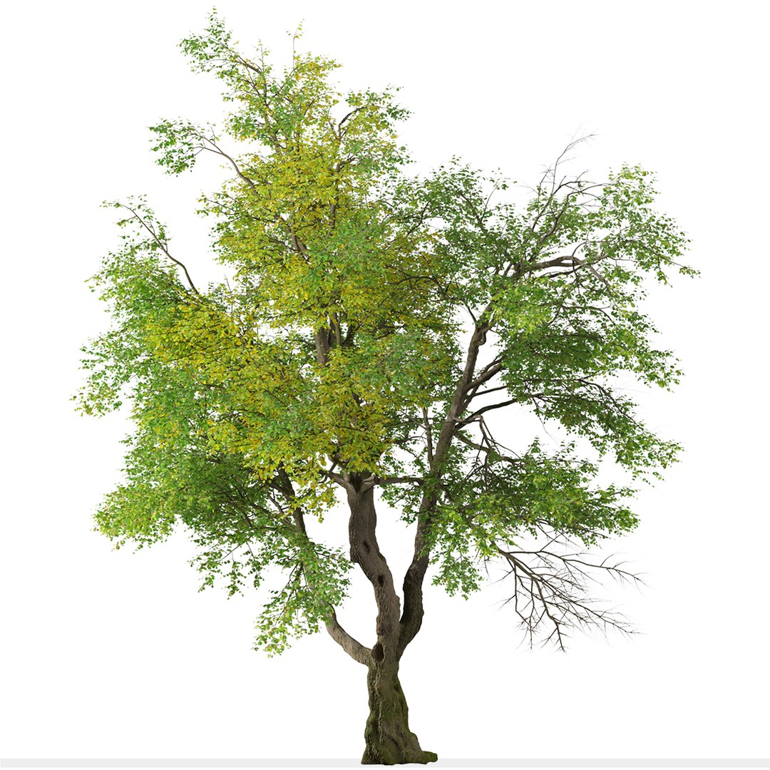 Set Of Oregon Ash Or Fraxinus Latifolia Tree 3D Model - TurboSquid 1967030