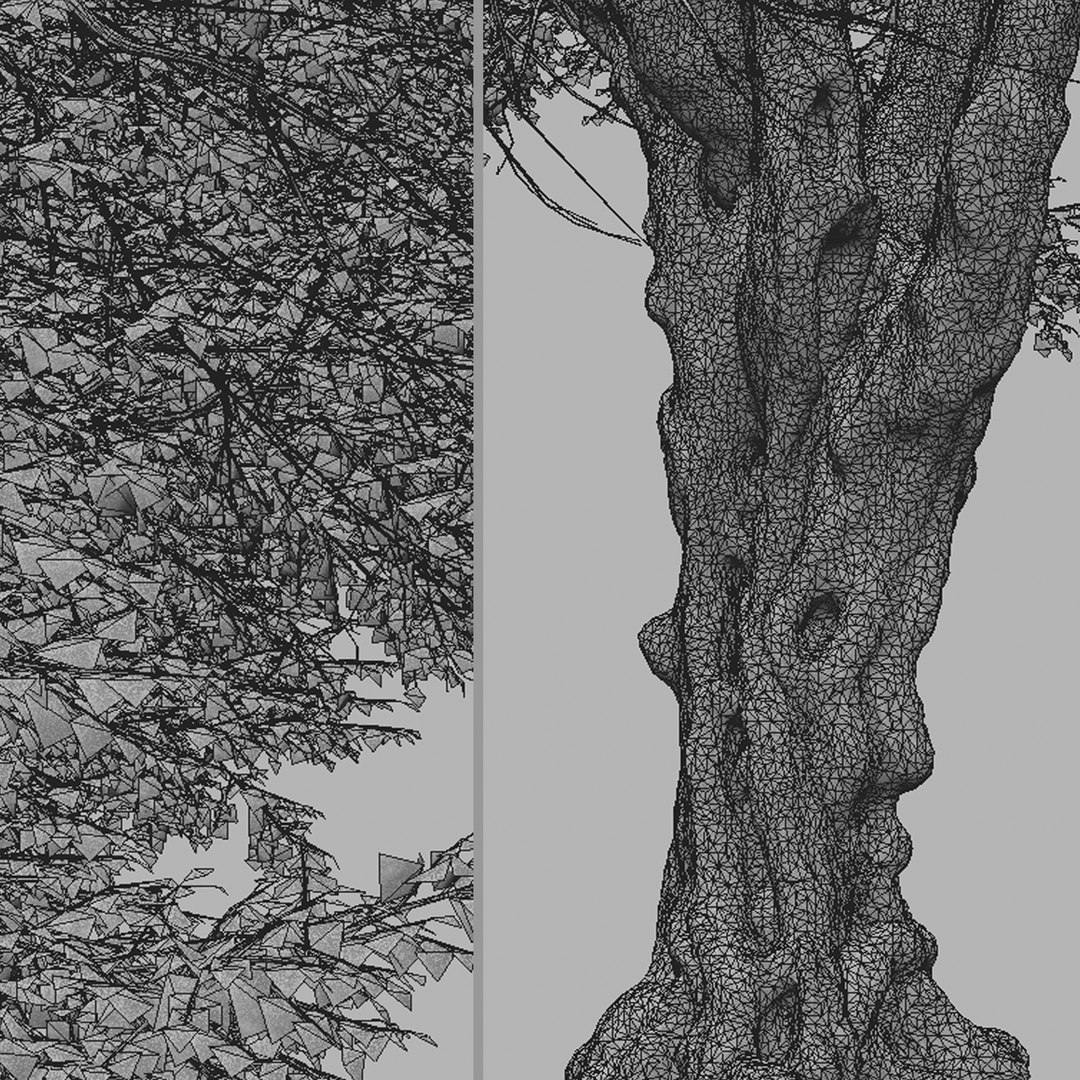 Set Of Oregon Ash Or Fraxinus Latifolia Tree 3D Model - TurboSquid 1967030