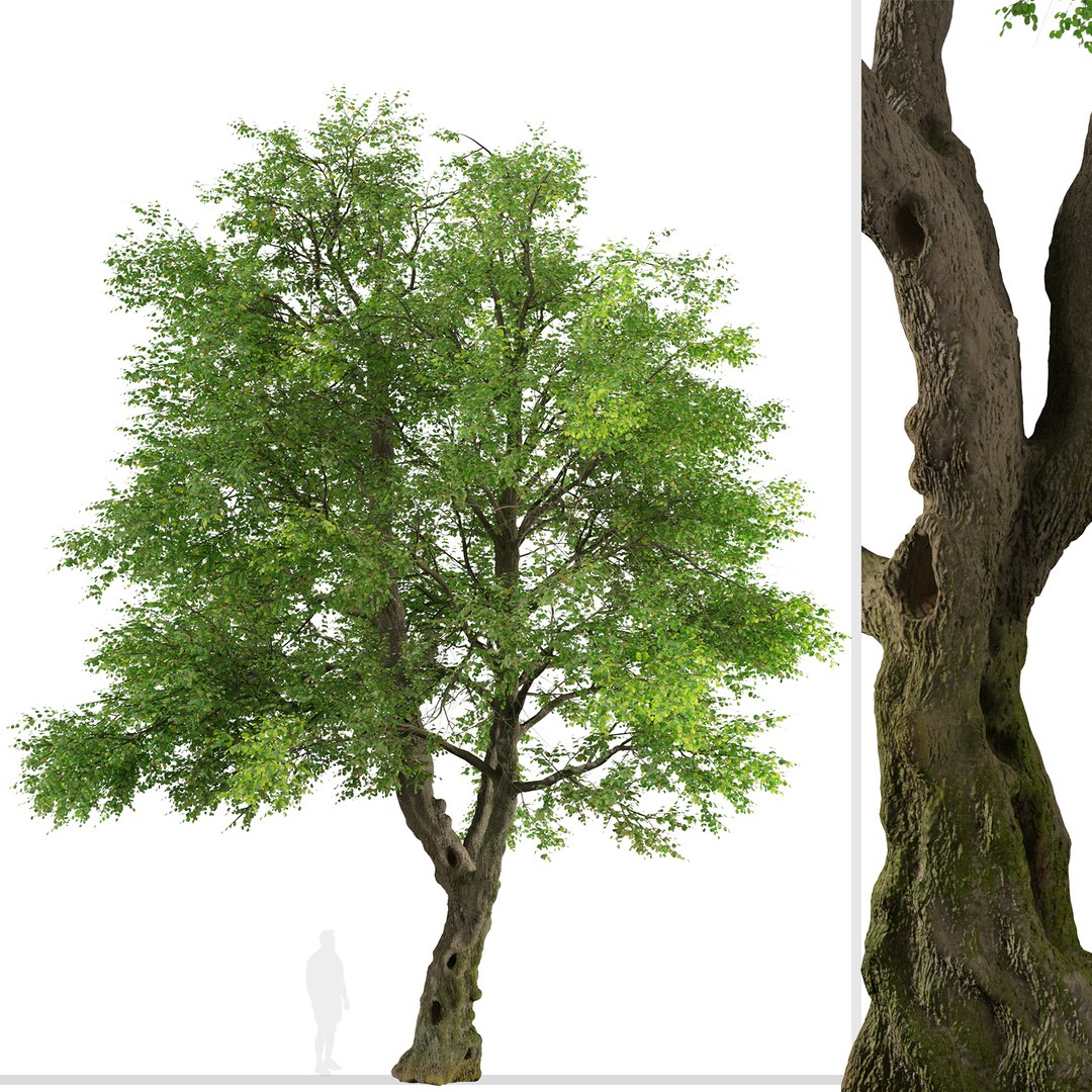 Set Of Oregon Ash Or Fraxinus Latifolia Tree 3D Model - TurboSquid 1967030