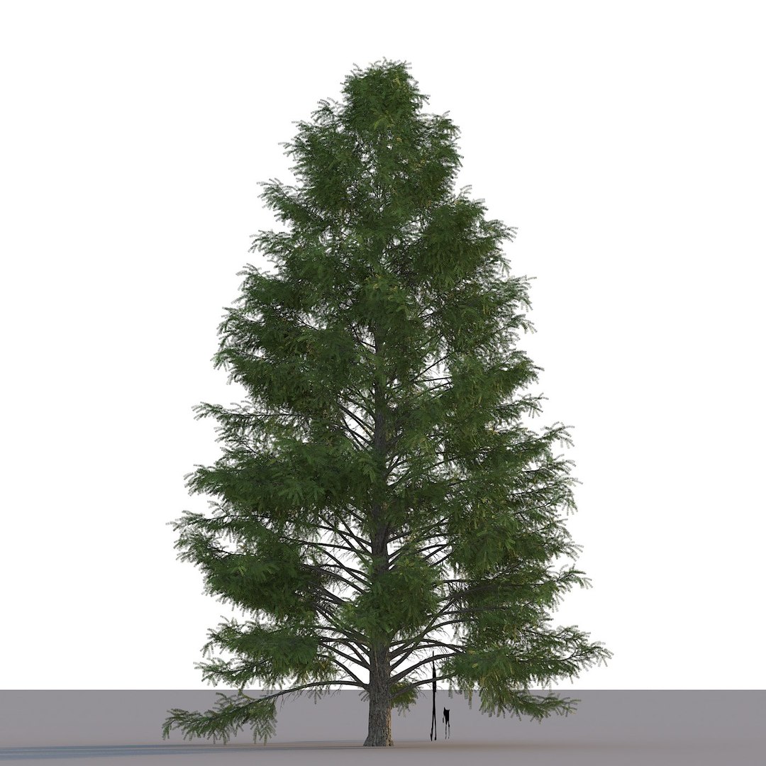 3d model spruce tree