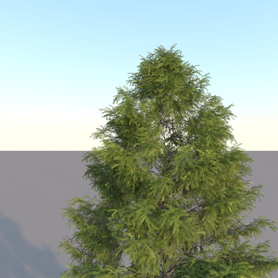3d model spruce tree