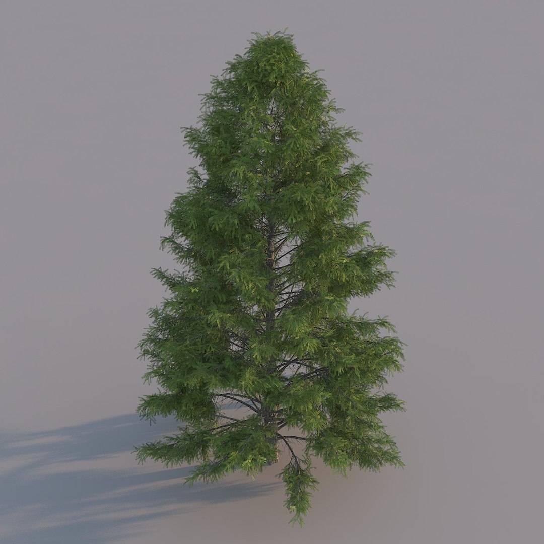 3d model spruce tree