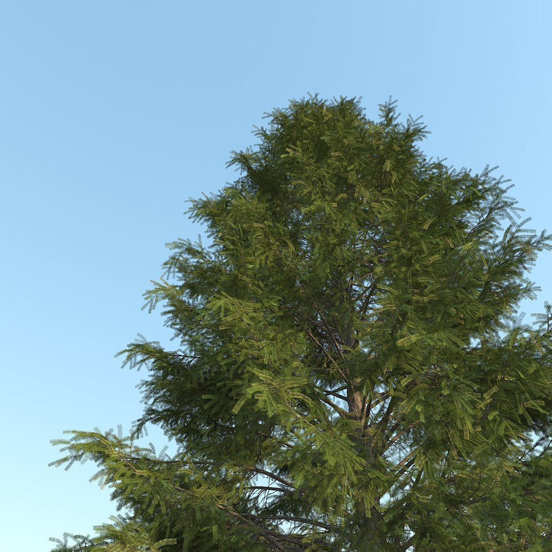 3d model spruce tree
