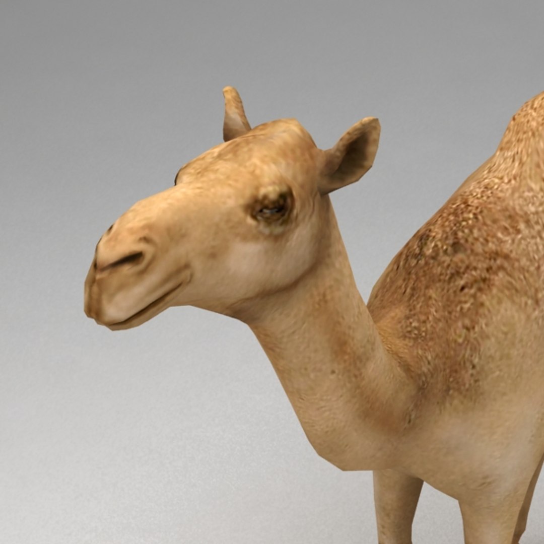 Rigged Dromedary Camel Walk Animation 3d Model