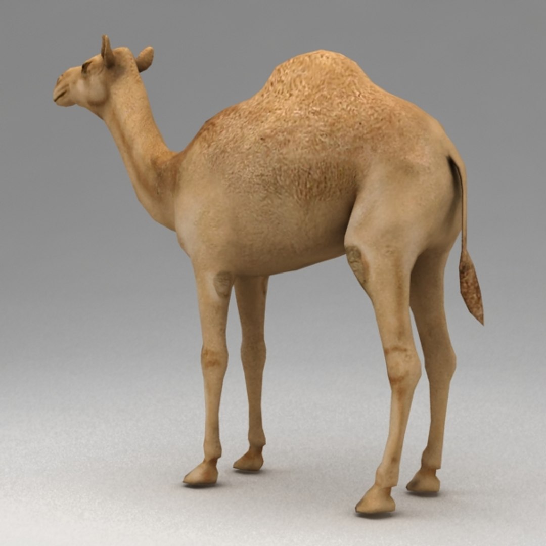 Rigged Dromedary Camel Walk Animation 3d Model