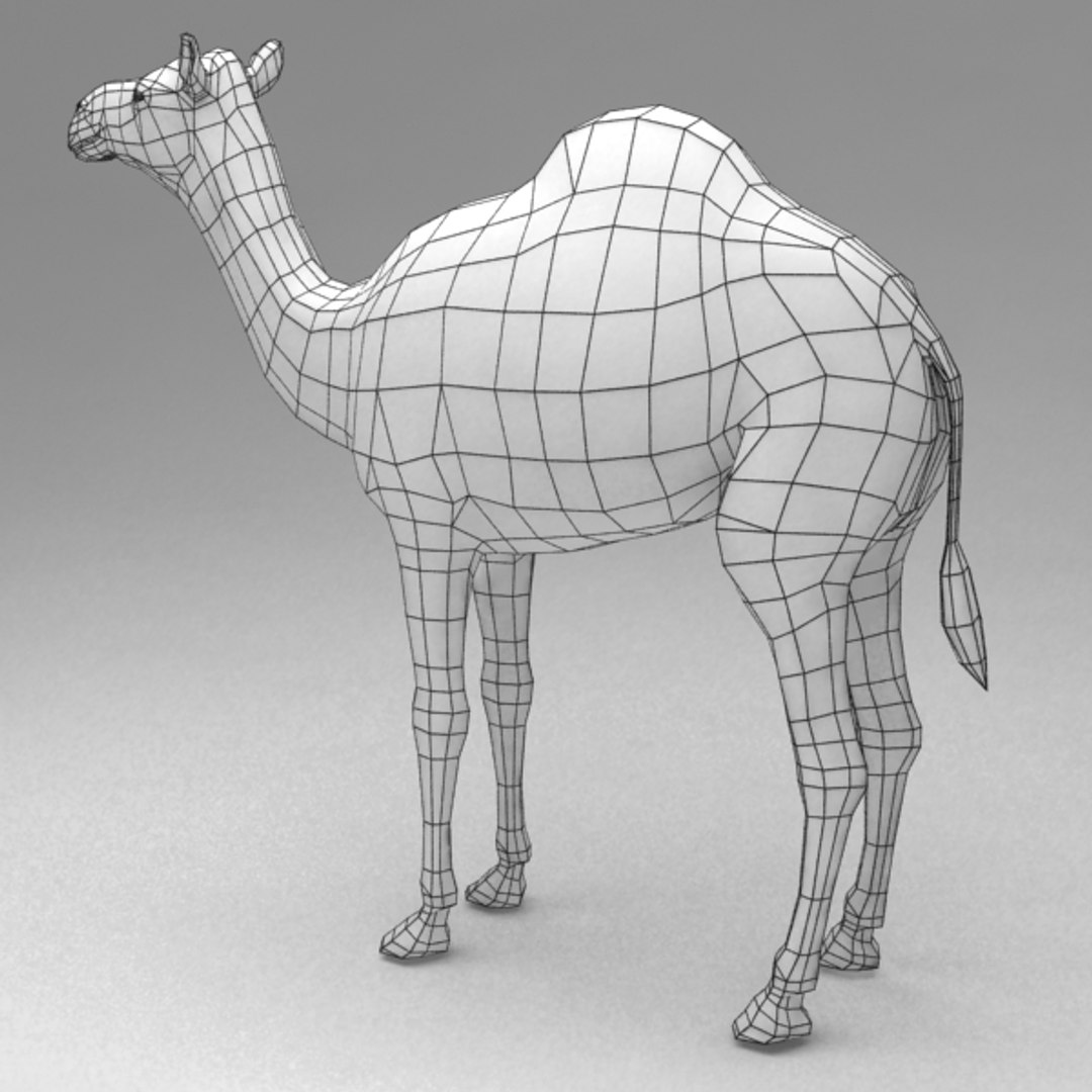 Rigged Dromedary Camel Walk Animation 3d Model
