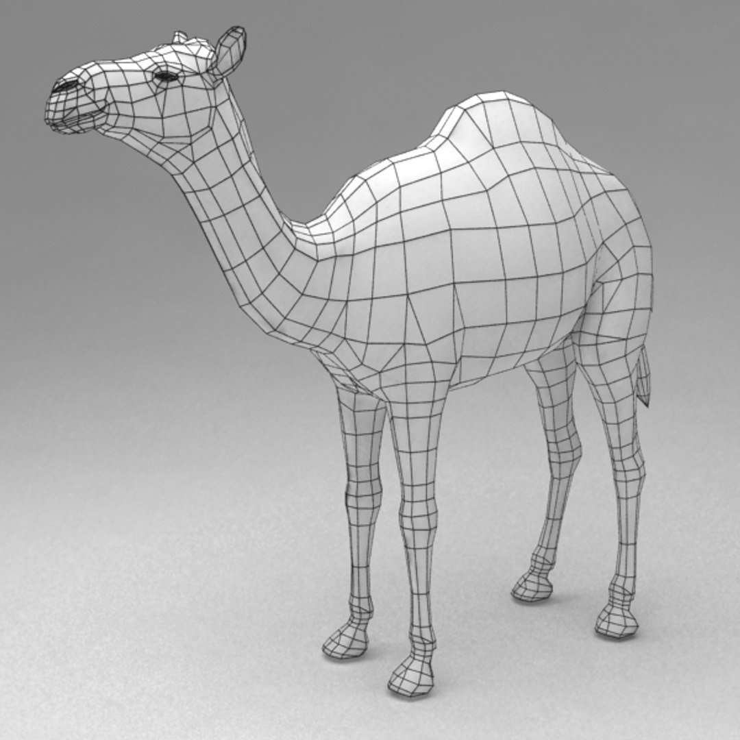 Rigged Dromedary Camel Walk Animation 3d Model
