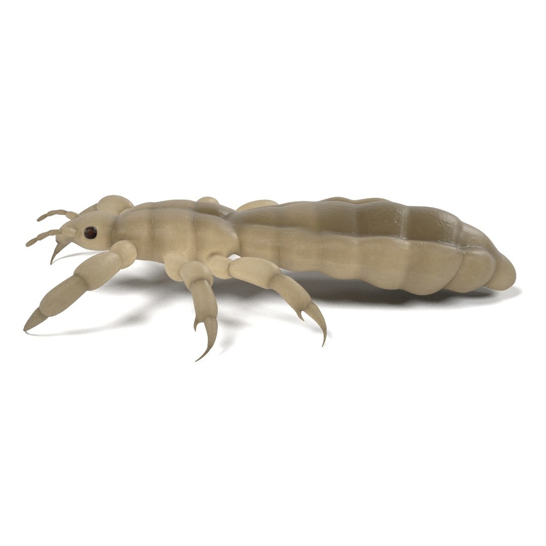 Lice Set 3d Model