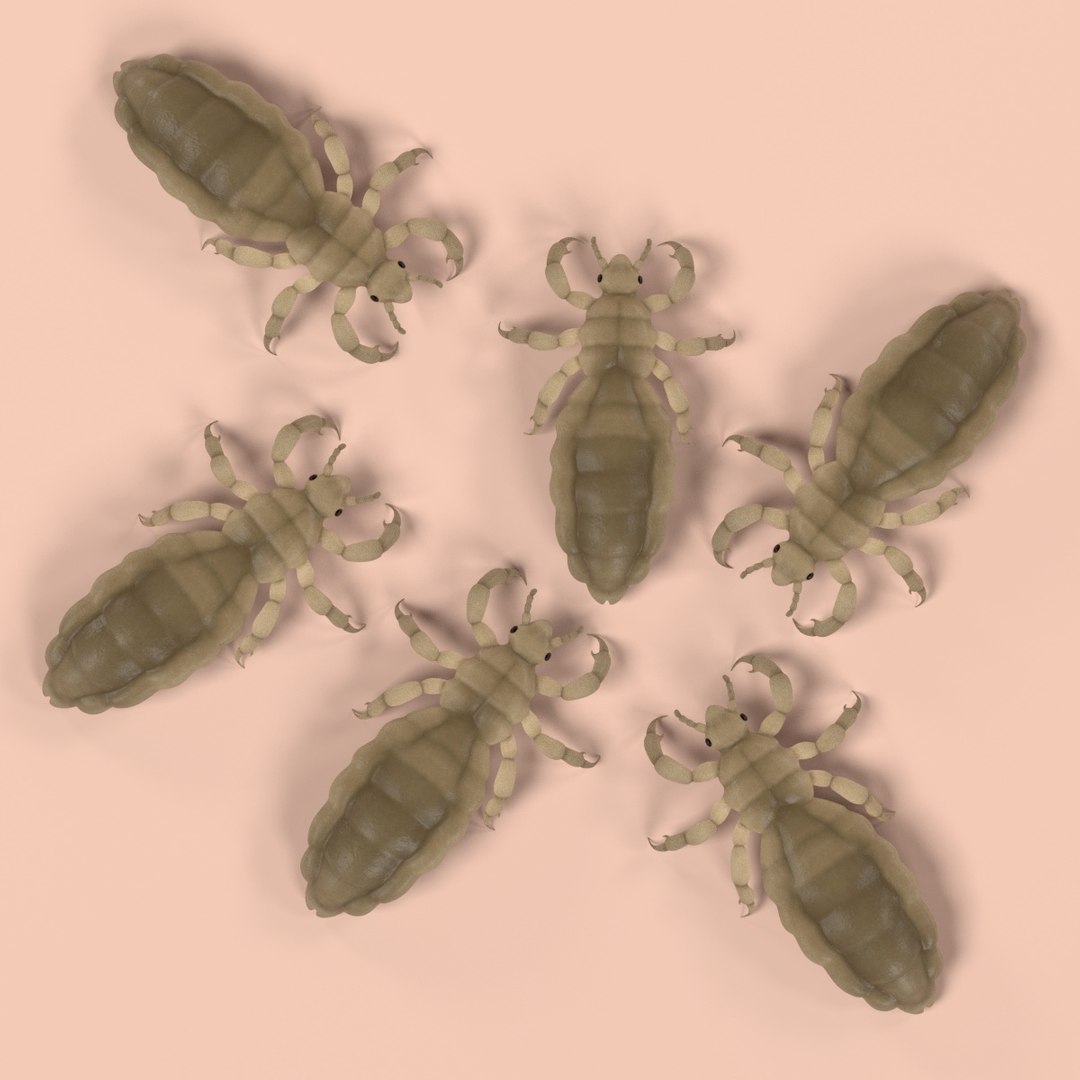 Lice Set 3d Model