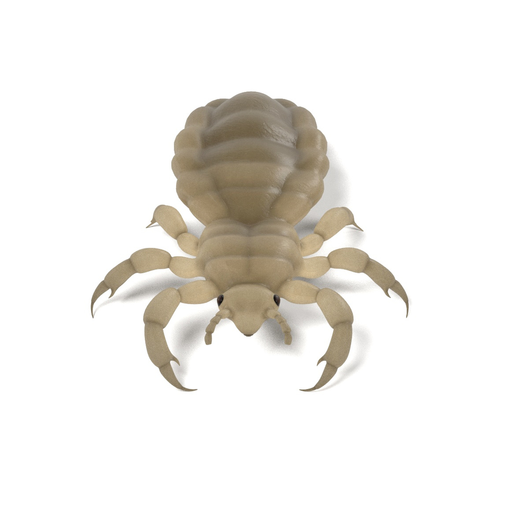 Lice Set 3d Model