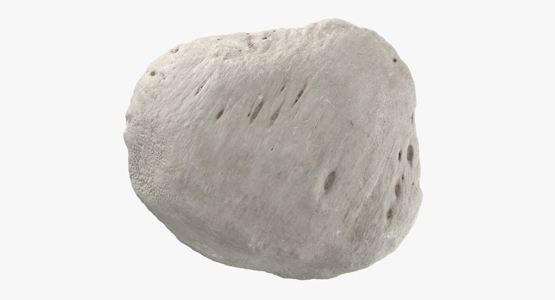 Real Human Patella Bone 3D - TurboSquid 1659738