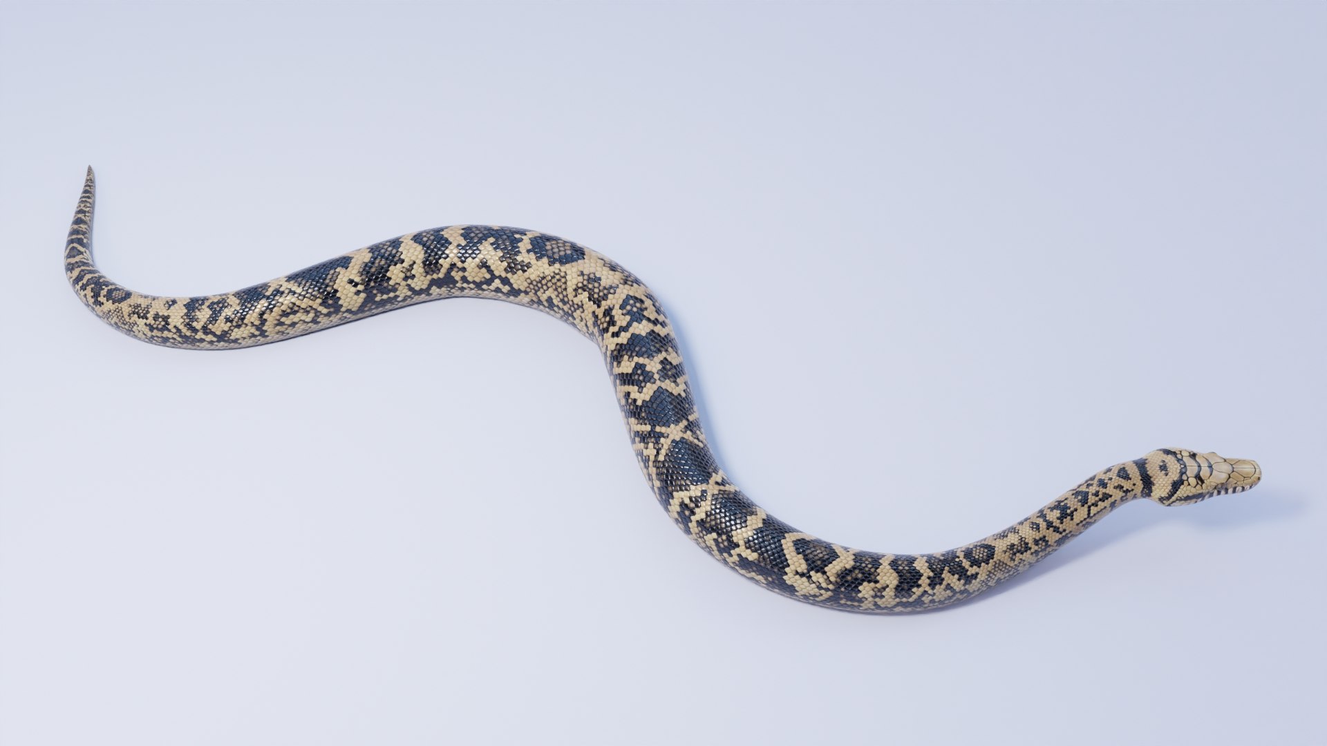 Scrub Python - Static Poses 3D model - TurboSquid 2020575