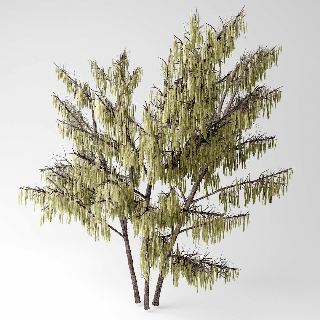 Hazel Tree 3D Model - TurboSquid 1474436