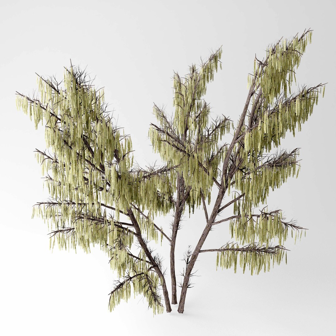 Hazel Tree 3D Model - TurboSquid 1474436