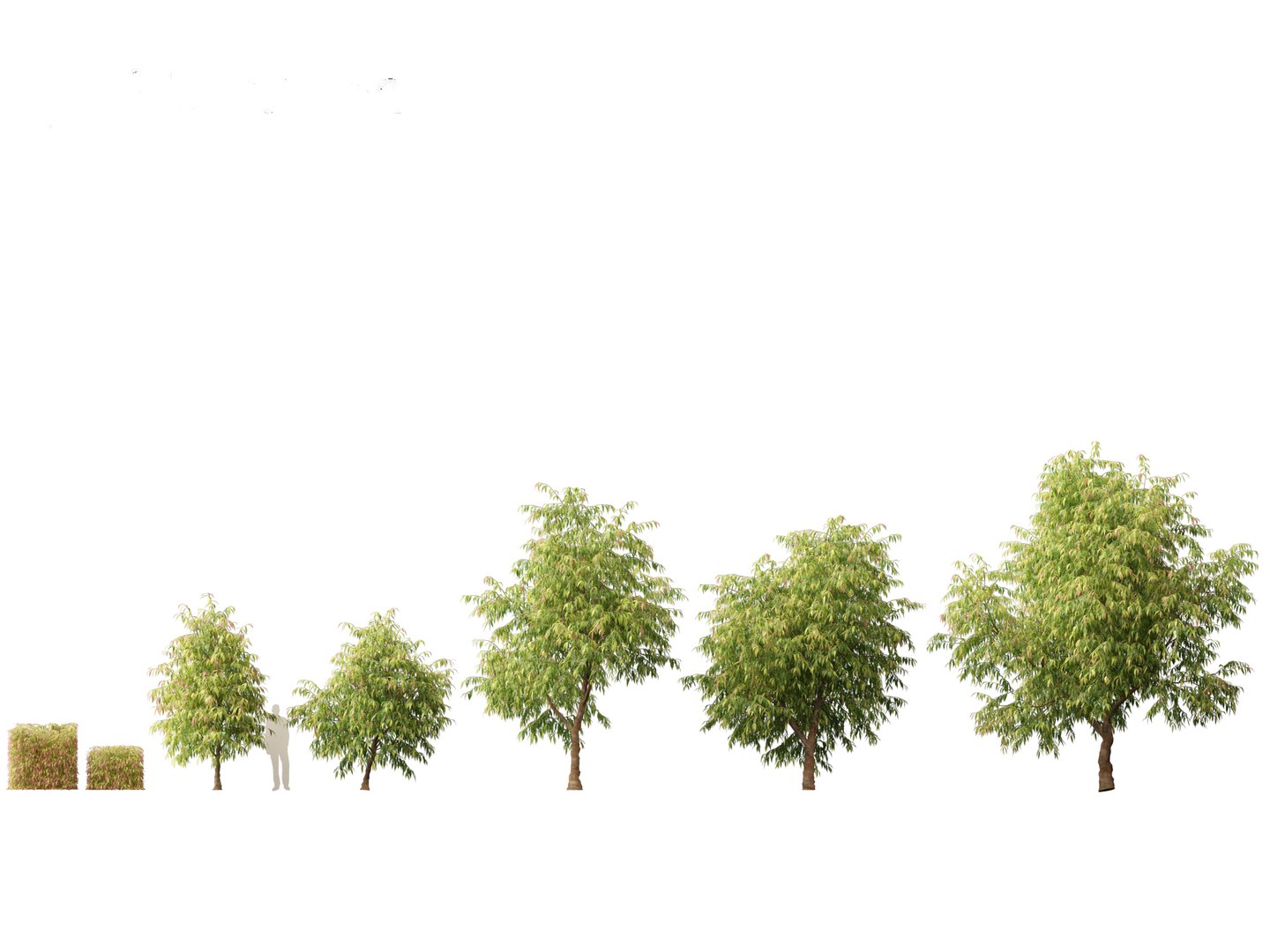 3D Model Waterhousea Floribunda - Weeping Lilly Pilly - TurboSquid 2132709