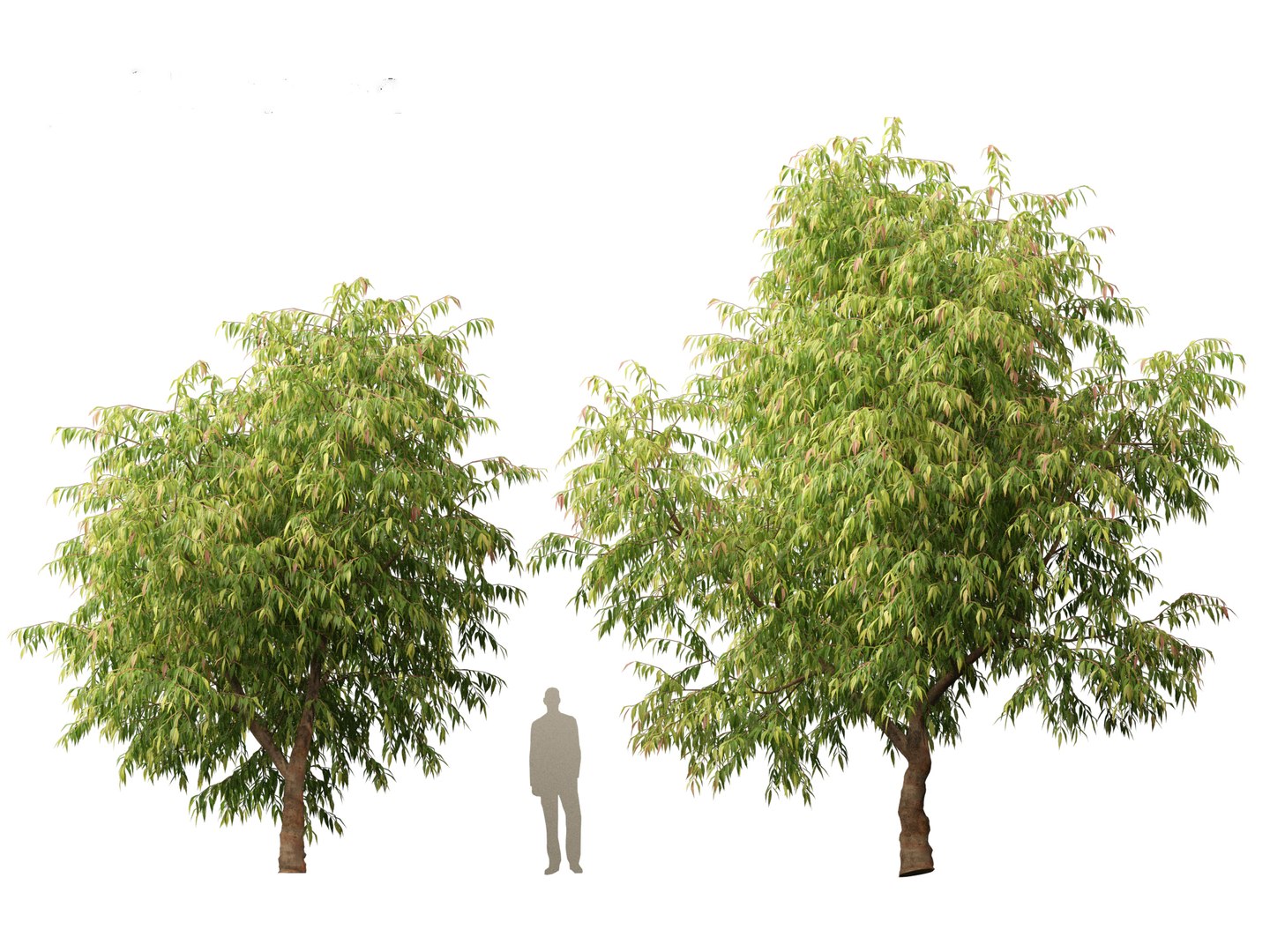 3D Model Waterhousea Floribunda - Weeping Lilly Pilly - TurboSquid 2132709