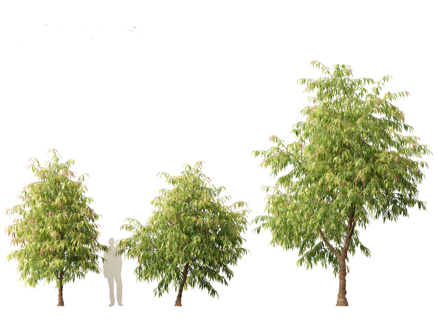 3D Model Waterhousea Floribunda - Weeping Lilly Pilly - TurboSquid 2132709