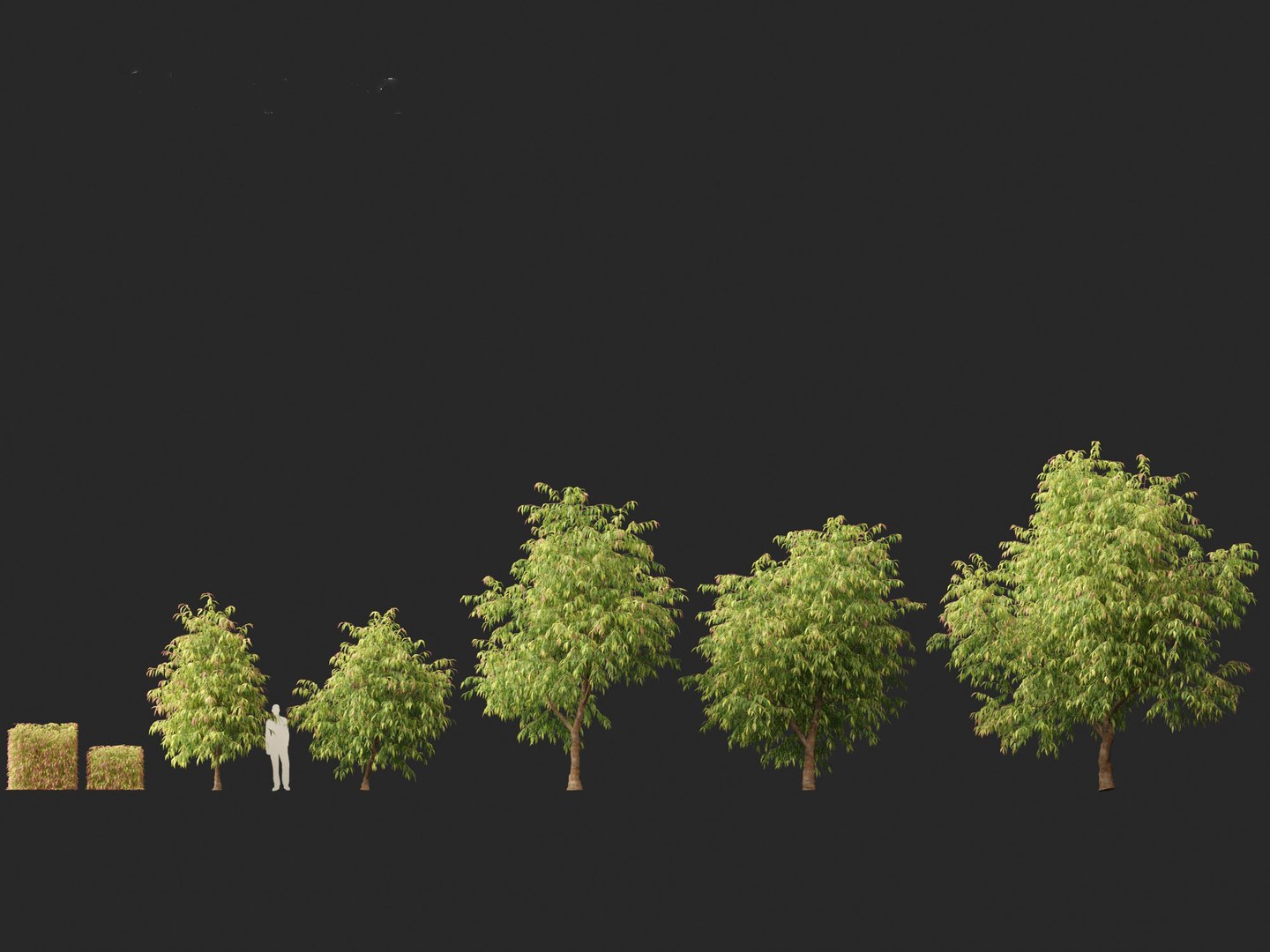 3D Model Waterhousea Floribunda - Weeping Lilly Pilly - TurboSquid 2132709