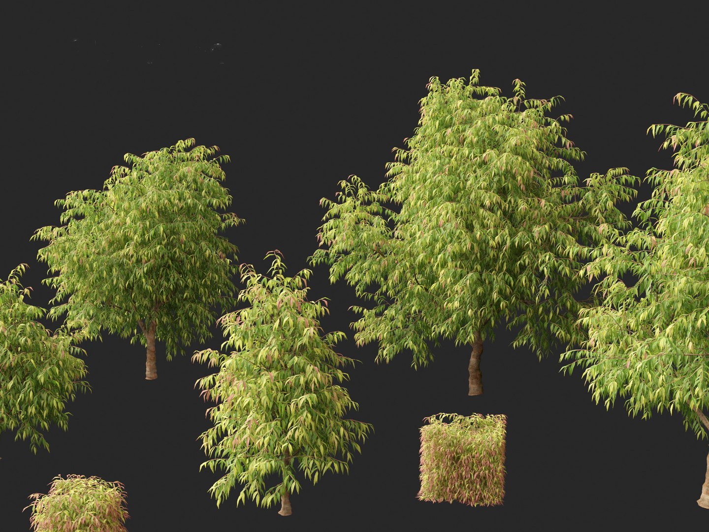3D Model Waterhousea Floribunda - Weeping Lilly Pilly - TurboSquid 2132709