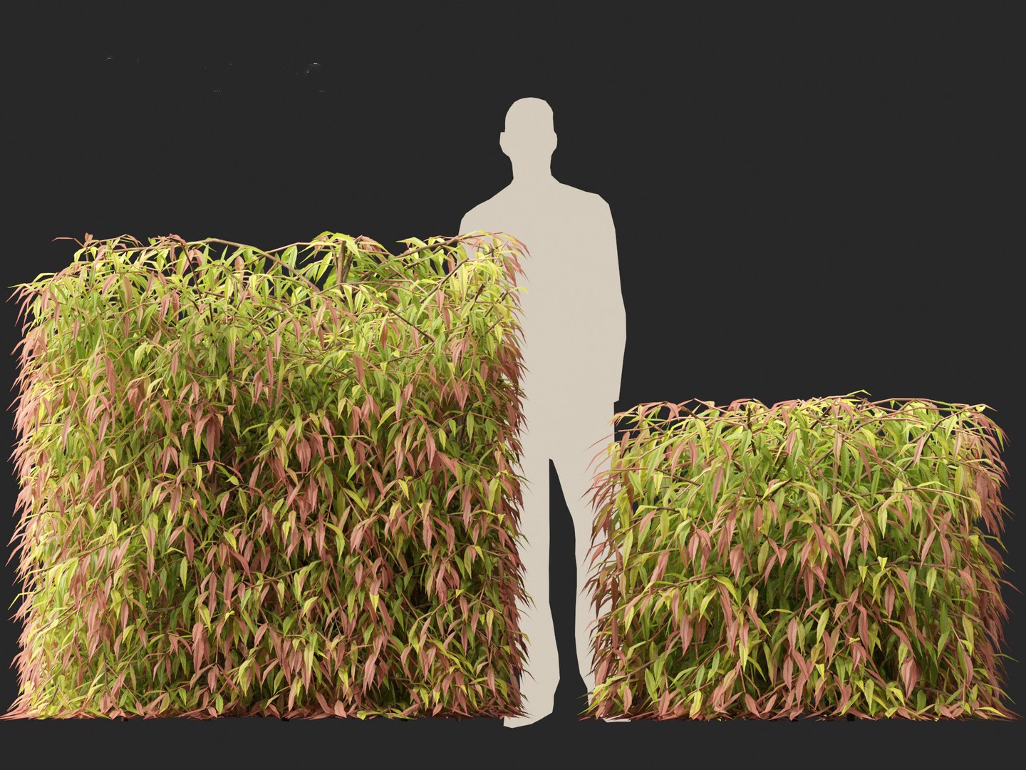 3D Model Waterhousea Floribunda - Weeping Lilly Pilly - TurboSquid 2132709