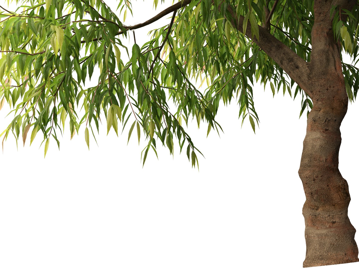 3D Model Waterhousea Floribunda - Weeping Lilly Pilly - TurboSquid 2132709