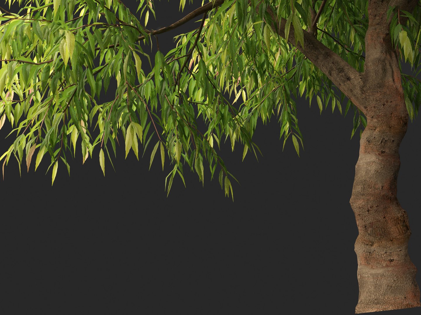 3D Model Waterhousea Floribunda - Weeping Lilly Pilly - TurboSquid 2132709