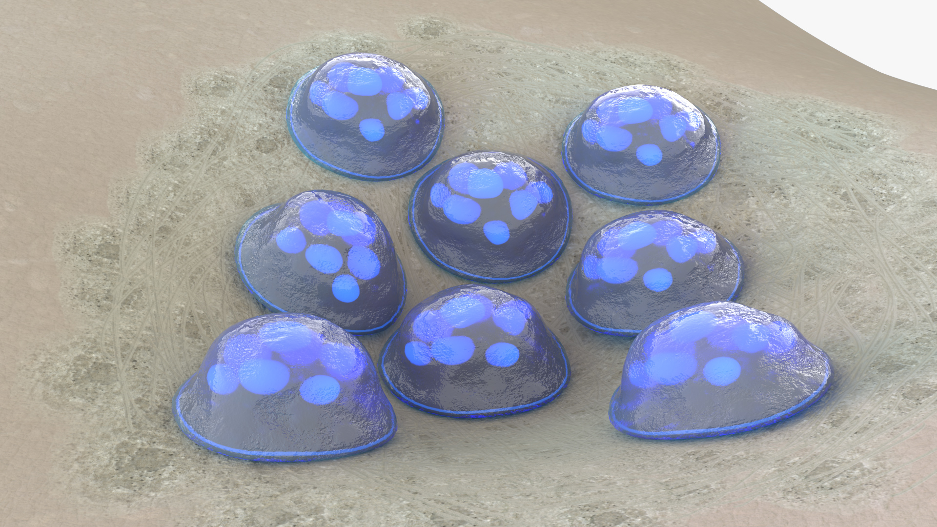 3D Osteoclast - TurboSquid 1961334