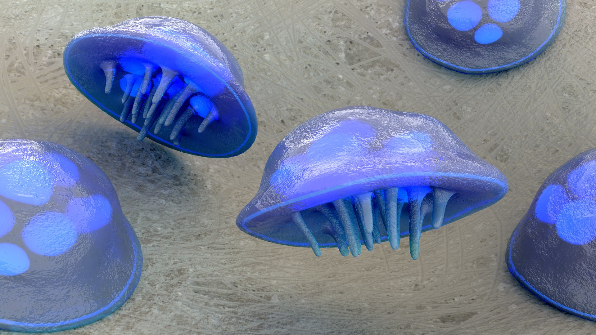 3D Osteoclast - TurboSquid 1961334