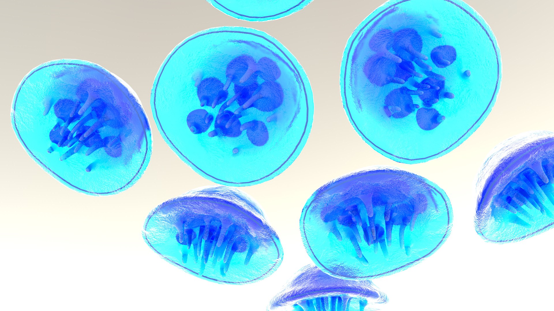 3D Osteoclast - TurboSquid 1961334