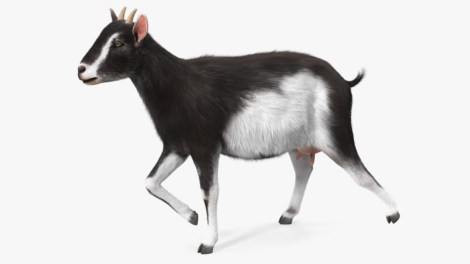 3D Walking Goat Black-White Fur - TurboSquid 1992104