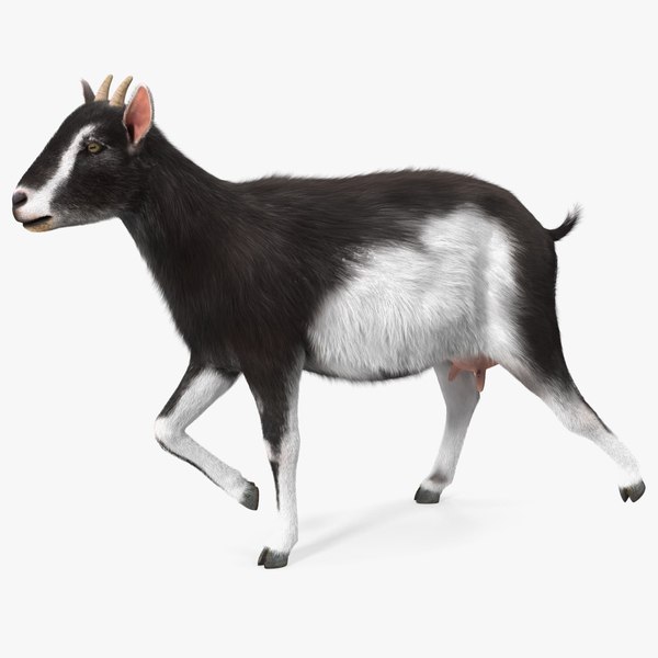 3D Walking Goat Black-White Fur - TurboSquid 1992104