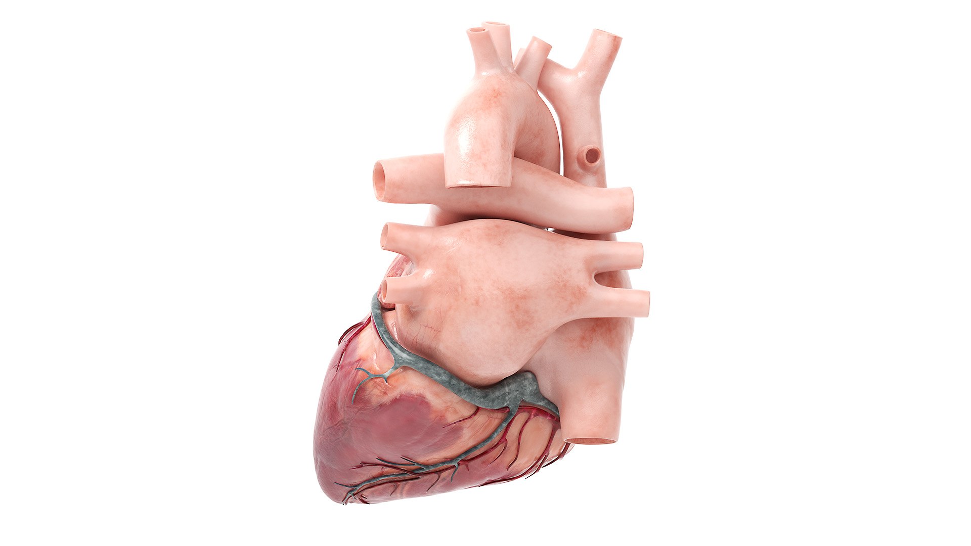 Heart Pack Animated model - TurboSquid 1766807