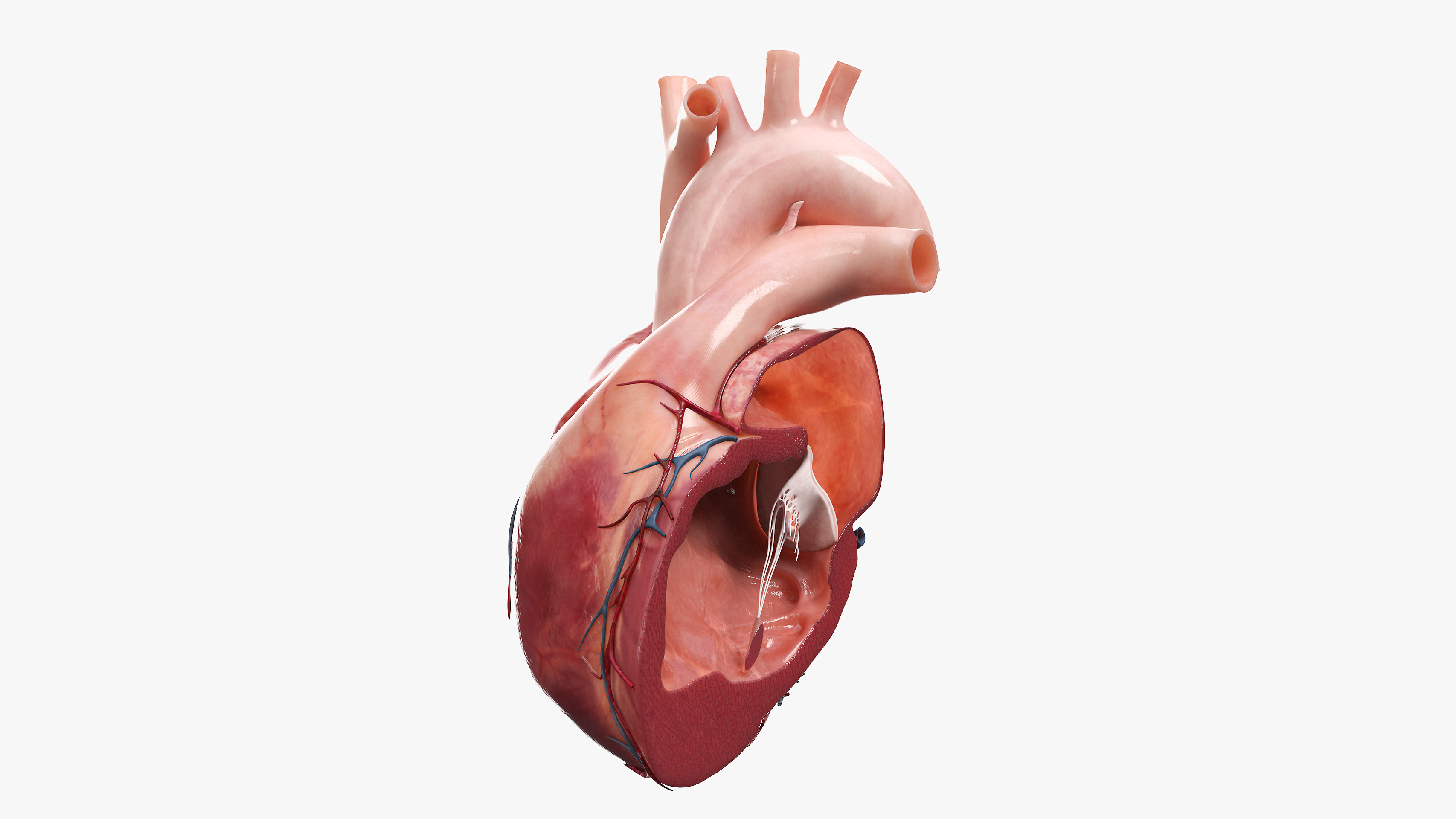 Heart Pack Animated model - TurboSquid 1766807