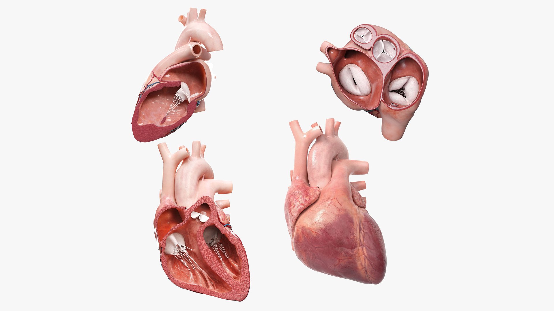 Heart Pack Animated model - TurboSquid 1766807