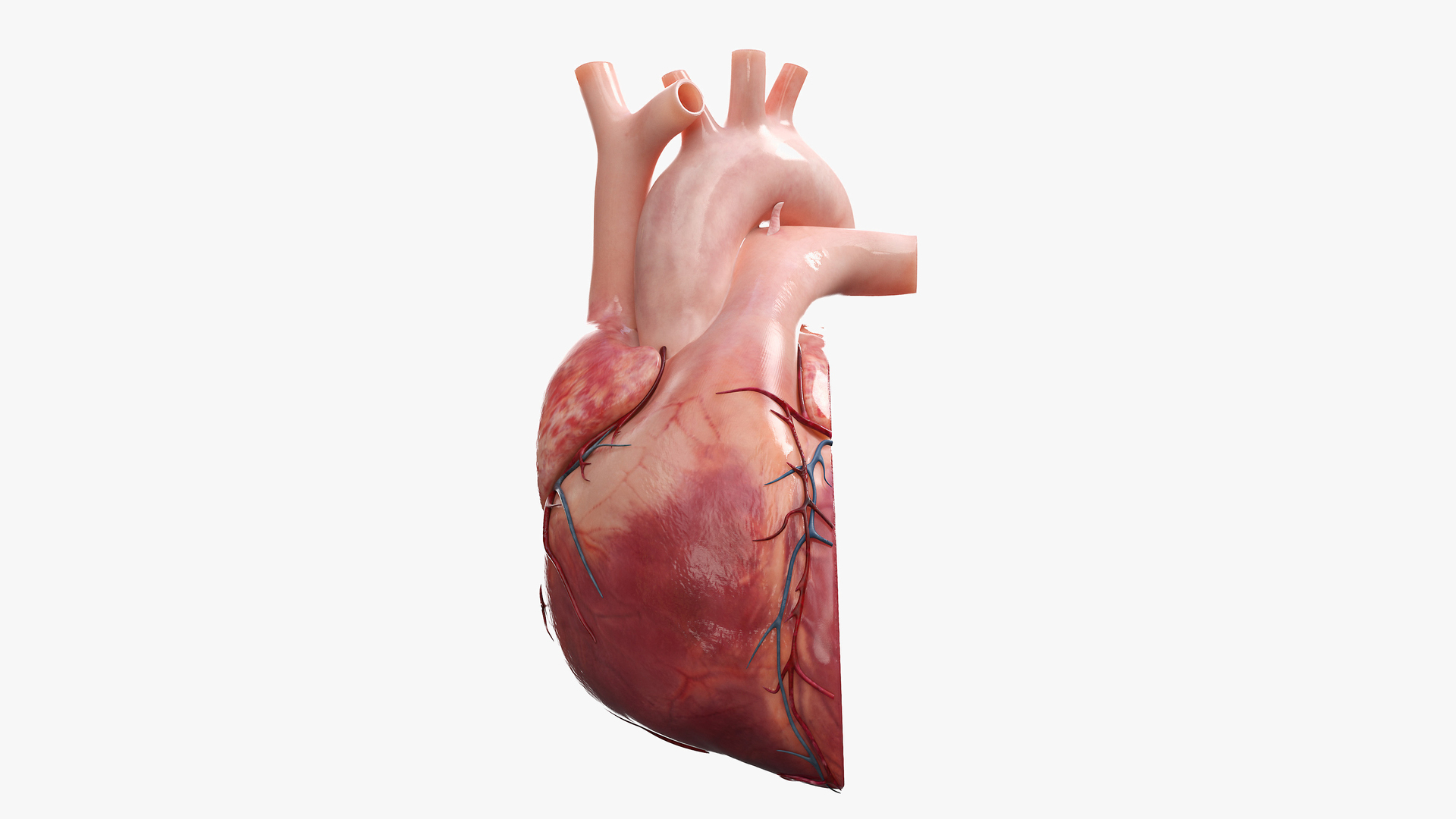 Heart Pack Animated model - TurboSquid 1766807