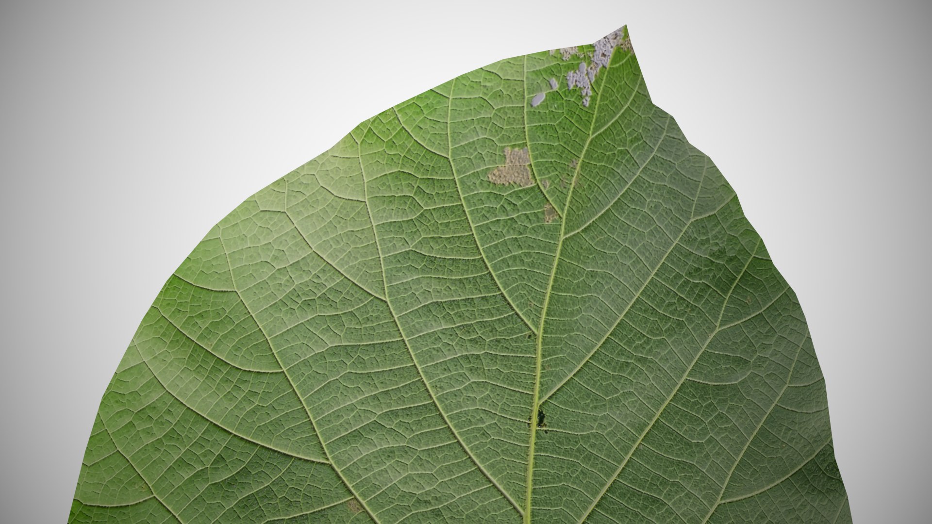 3D Teak Leaf Tectona Grandis - TurboSquid 1923941