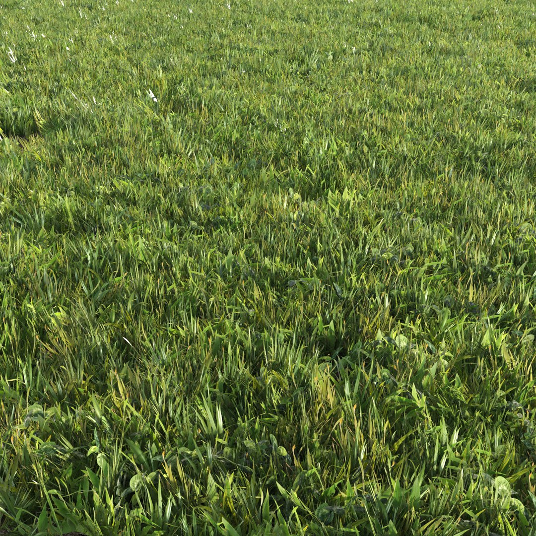 Real-time Lawn Grass 3d Model