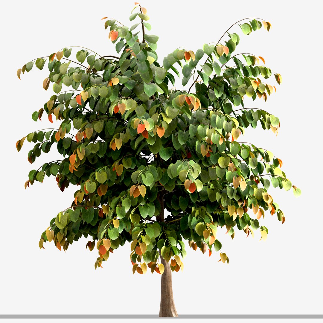Set Of Rising Sun Redbud Or Cercis Canadensis Trees - 4 Trees 3D Model ...