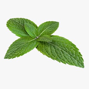 Download Free & Premium Mint 3D Models | TurboSquid