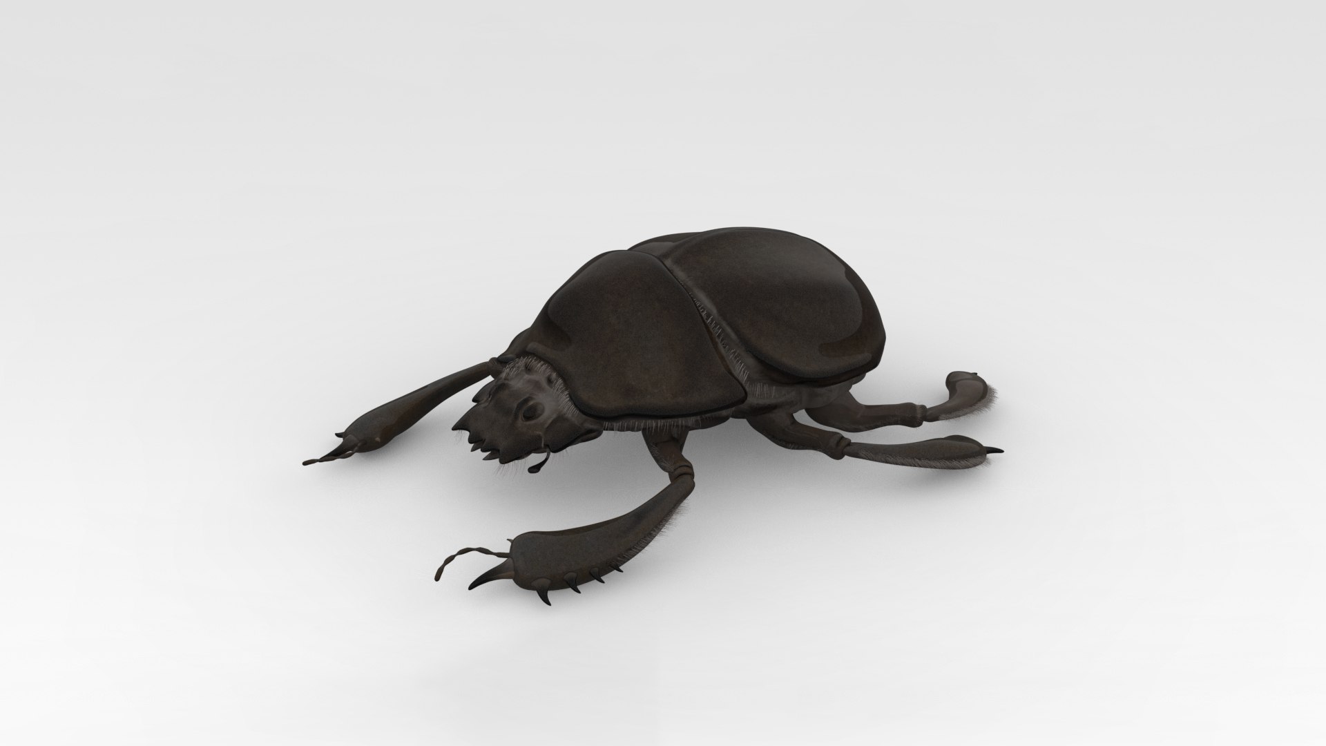 Scarab 3D Model - TurboSquid 1841355