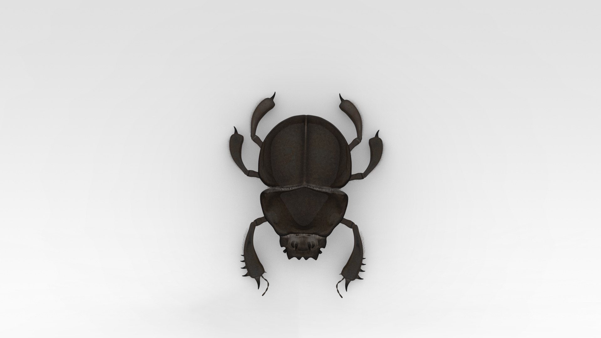 Scarab 3D Model - TurboSquid 1841355