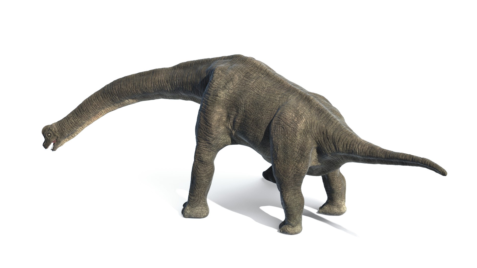 Brachiosaurus - Rigged And Animated 3D Model - TurboSquid 1774746