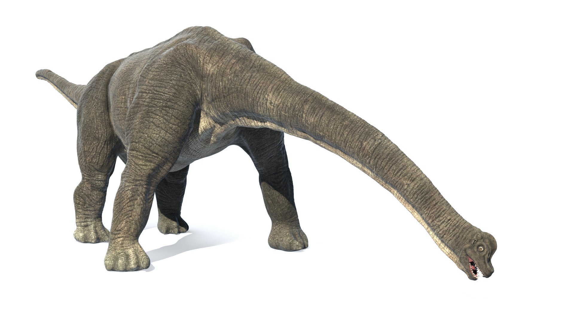 Brachiosaurus - Rigged And Animated 3D Model - TurboSquid 1774746
