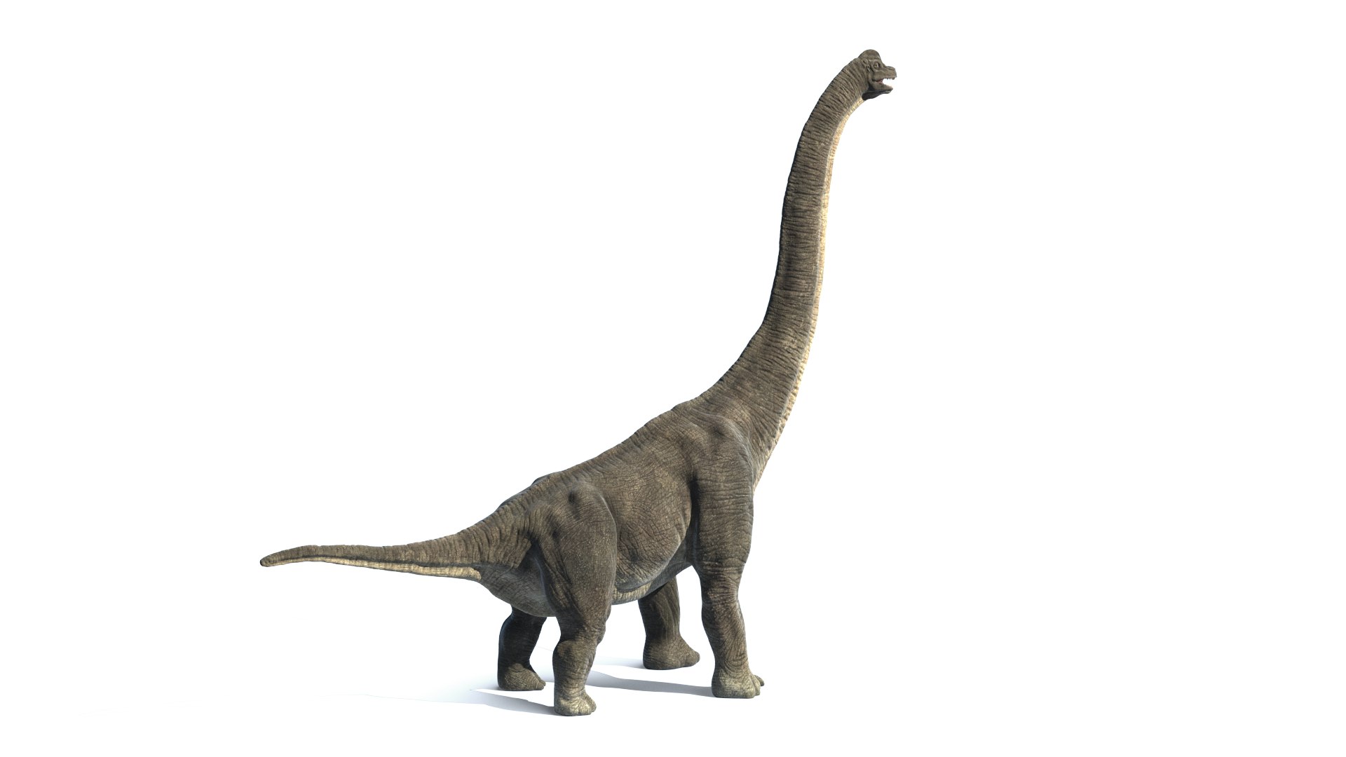 Brachiosaurus - Rigged And Animated 3D Model - TurboSquid 1774746