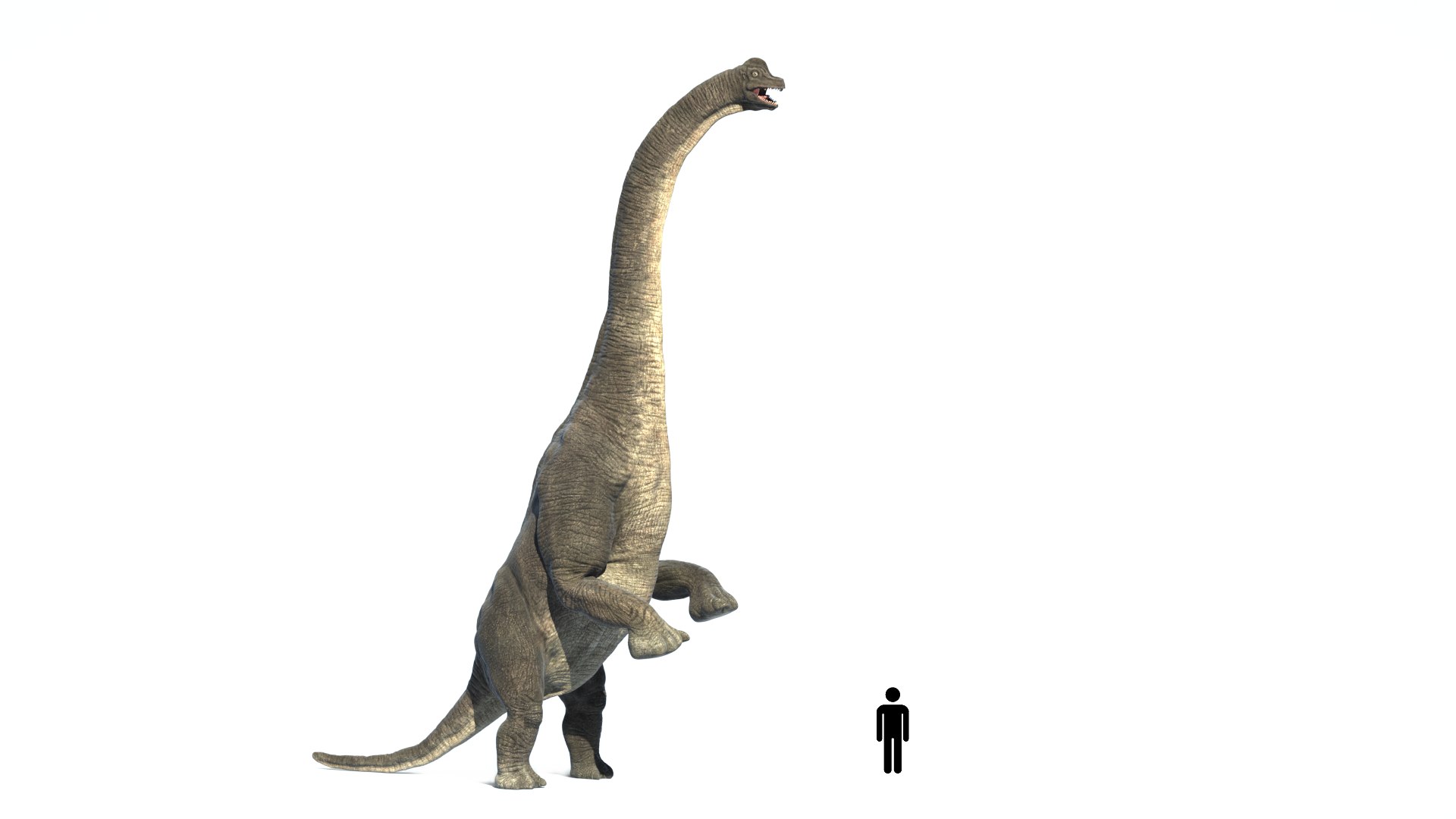 Brachiosaurus - Rigged And Animated 3D Model - TurboSquid 1774746