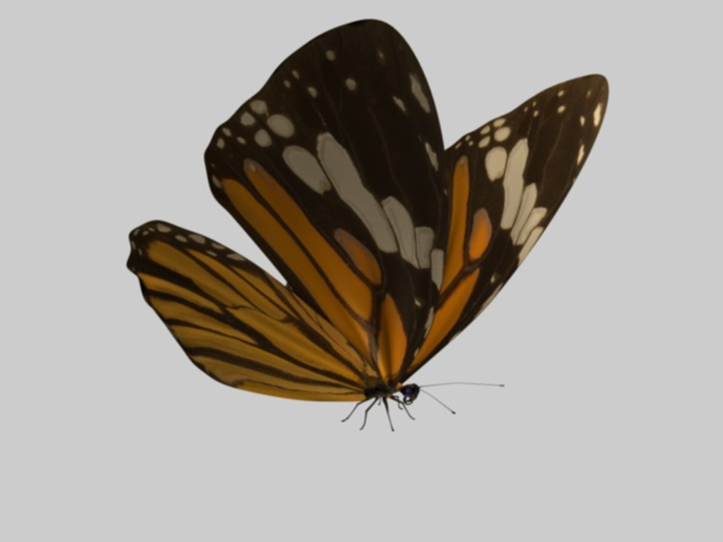 C4d 11 Butterfly Rigged
