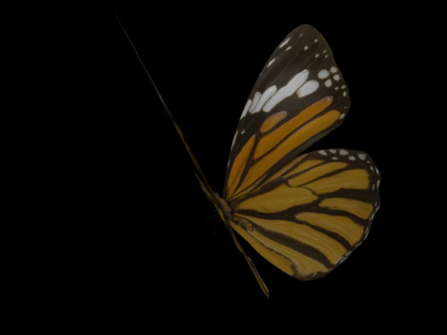 C4d 11 Butterfly Rigged